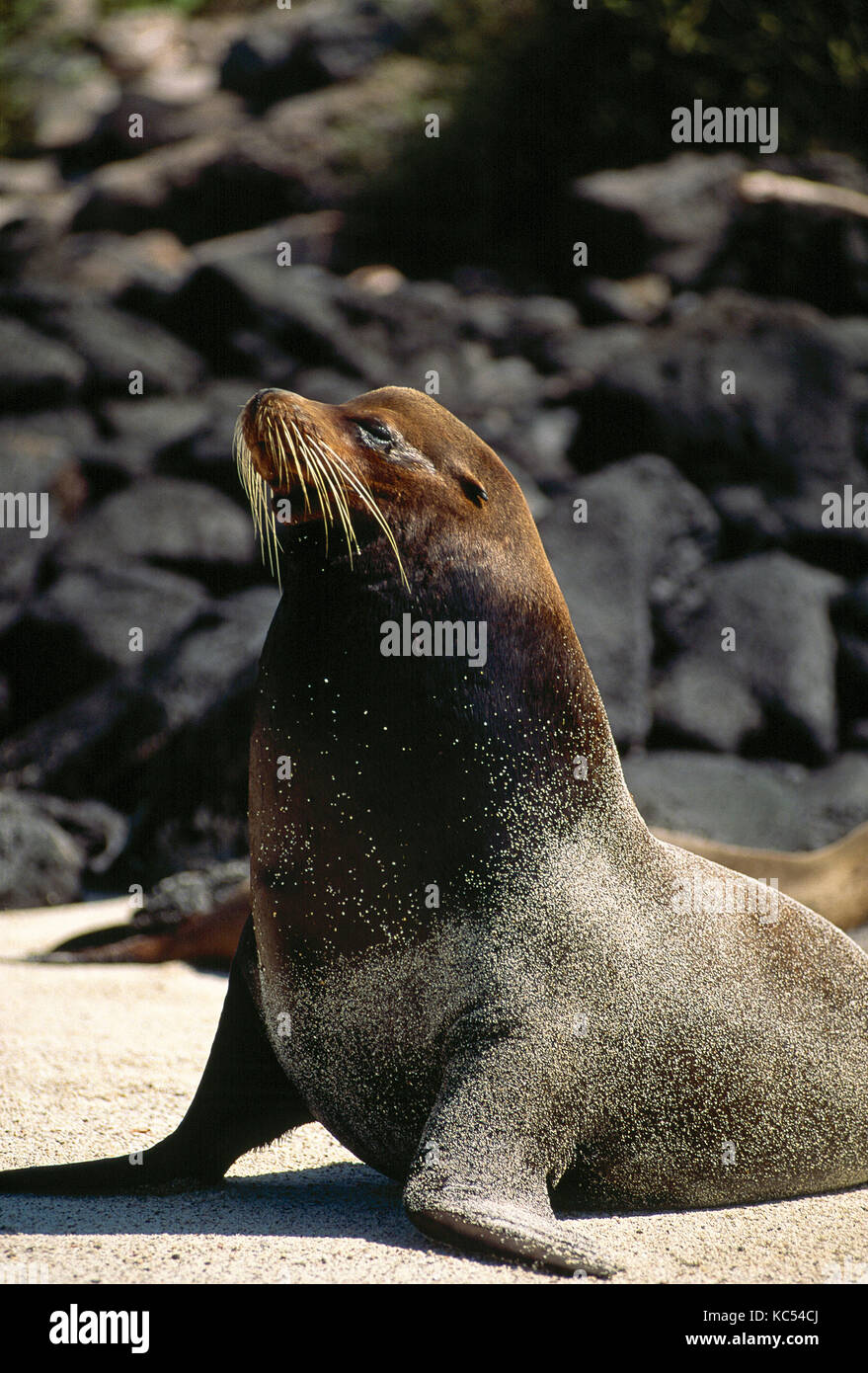 Galapagos Islands. Wildlife. Sea lion Stock Photo - Alamy