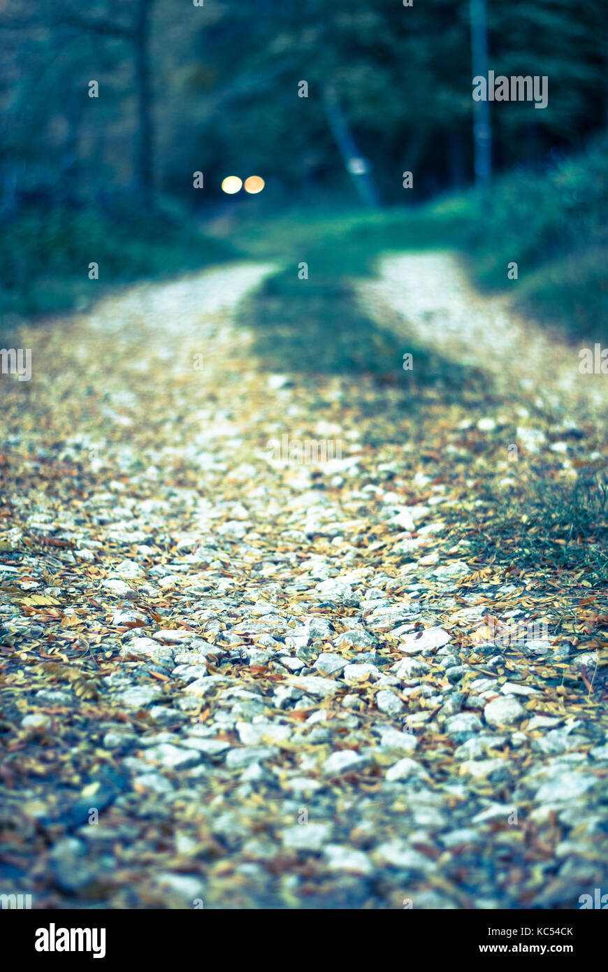 Autumn way through the woods Stock Photo - Alamy