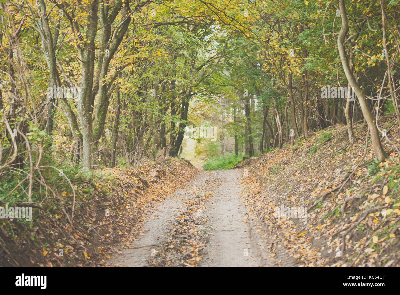 Autumn way through the woods Stock Photo - Alamy