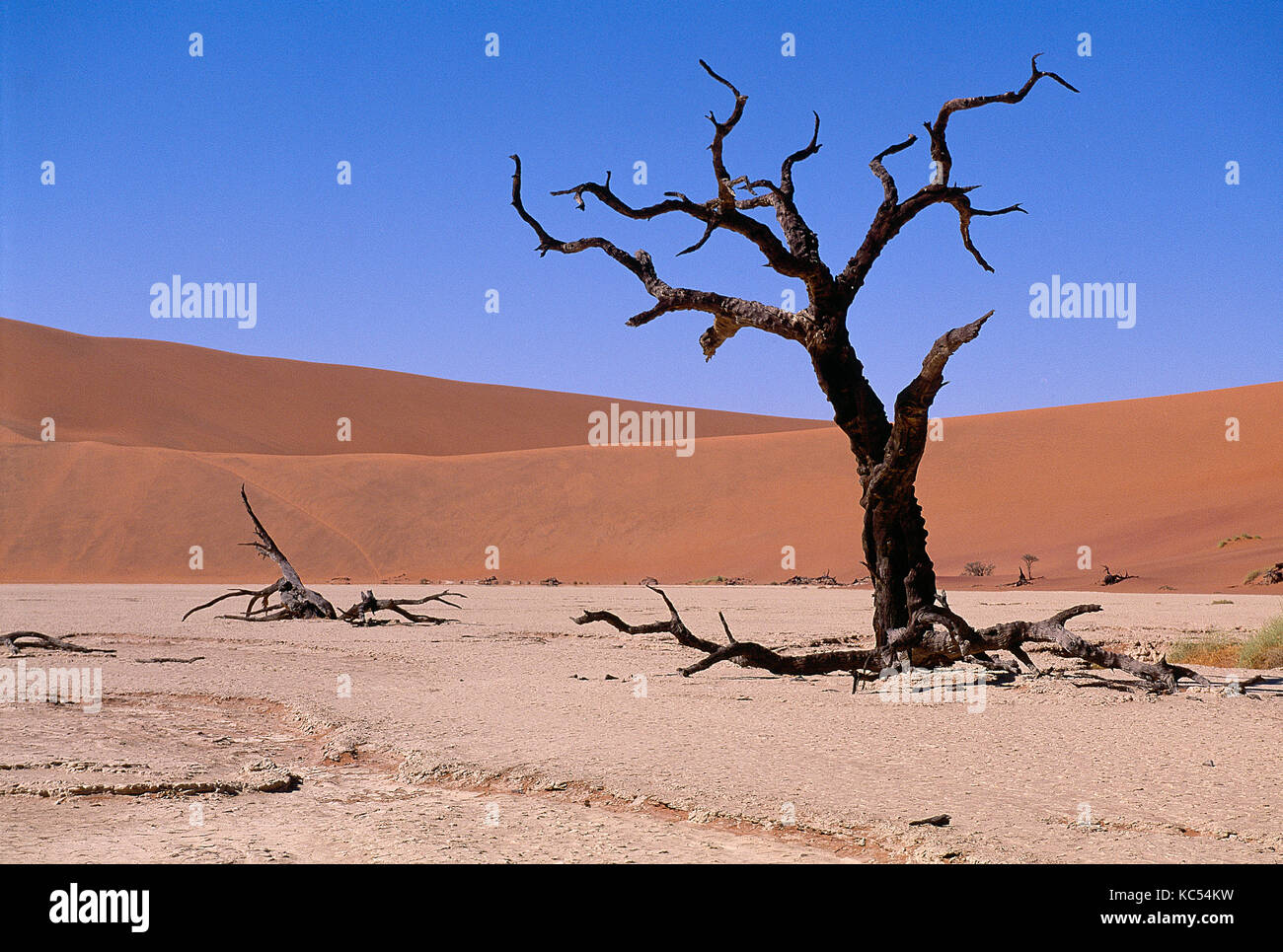 Namibia. Deadvlei desert landscape with dead trees Stock Photo - Alamy
