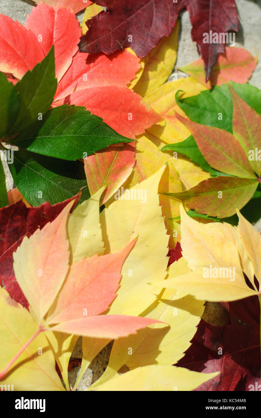 red leaves in autumn color around us Stock Photo - Alamy