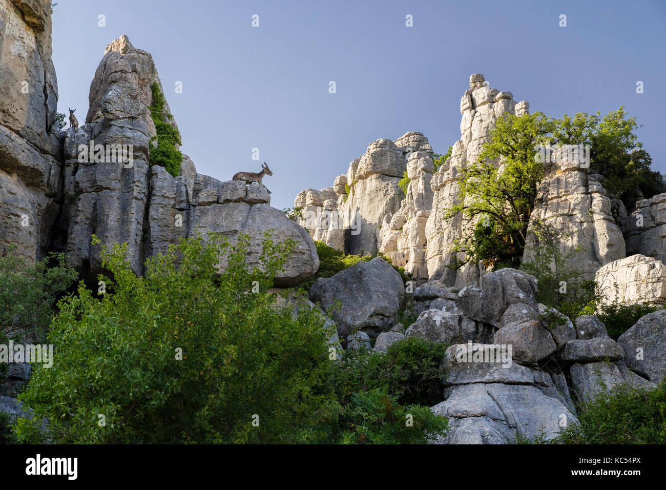 Iberian Alpine Ibex, fawn, Bizarre limestone rock formations, El Torcal ...