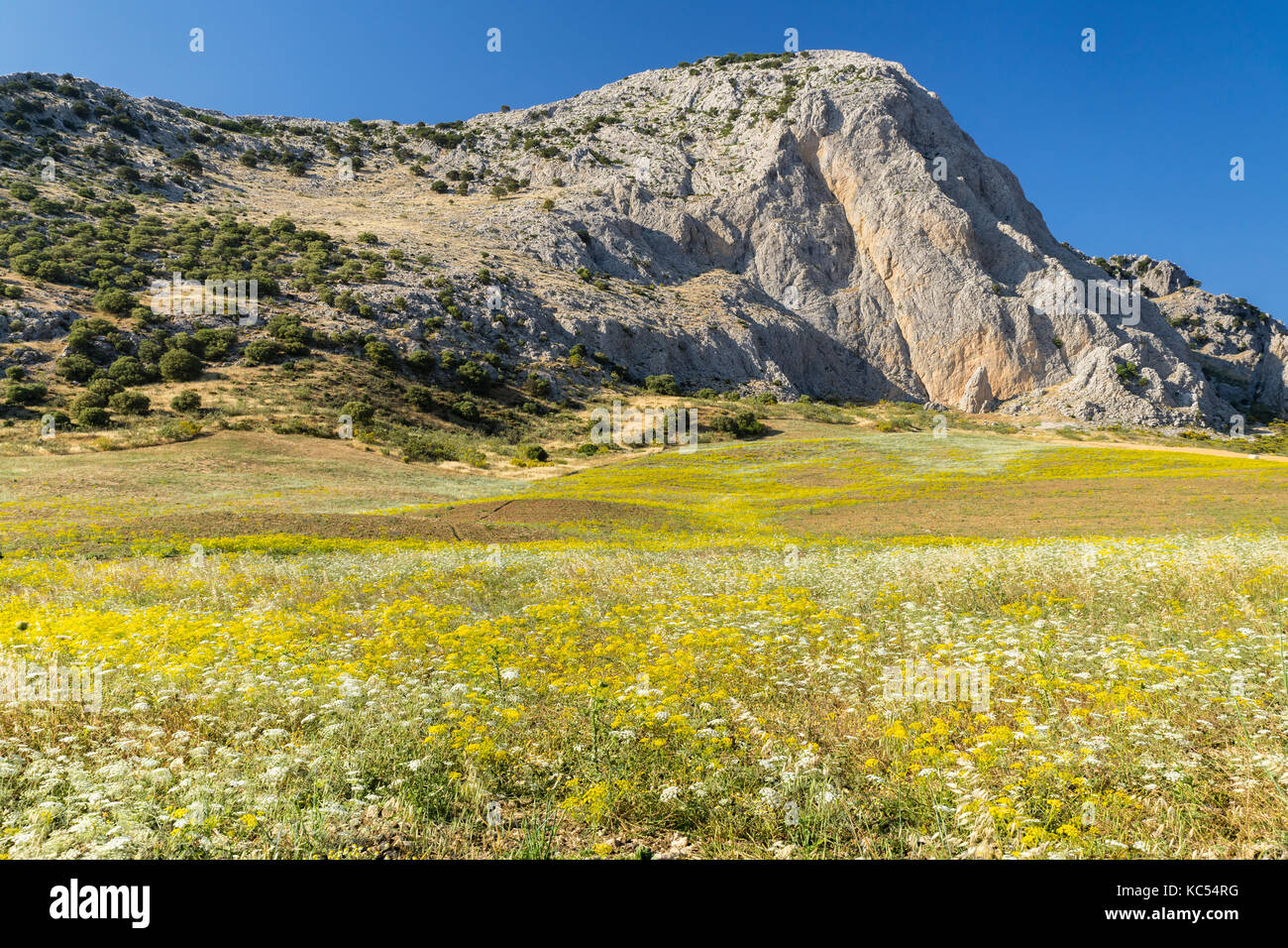 Landscape, Flower meadow, Mountain, Colmenar, Axarquia, Province of ...