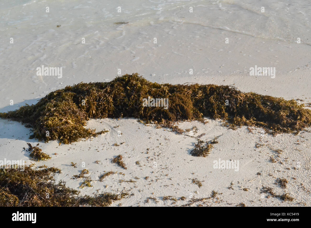 Dead sea weed washed up on shore of a Moucha masakali beach in Djibouti ...