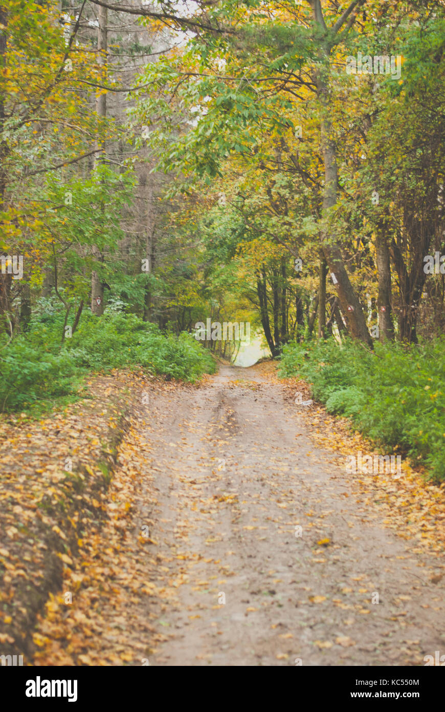 Autumn way through the woods Stock Photo - Alamy