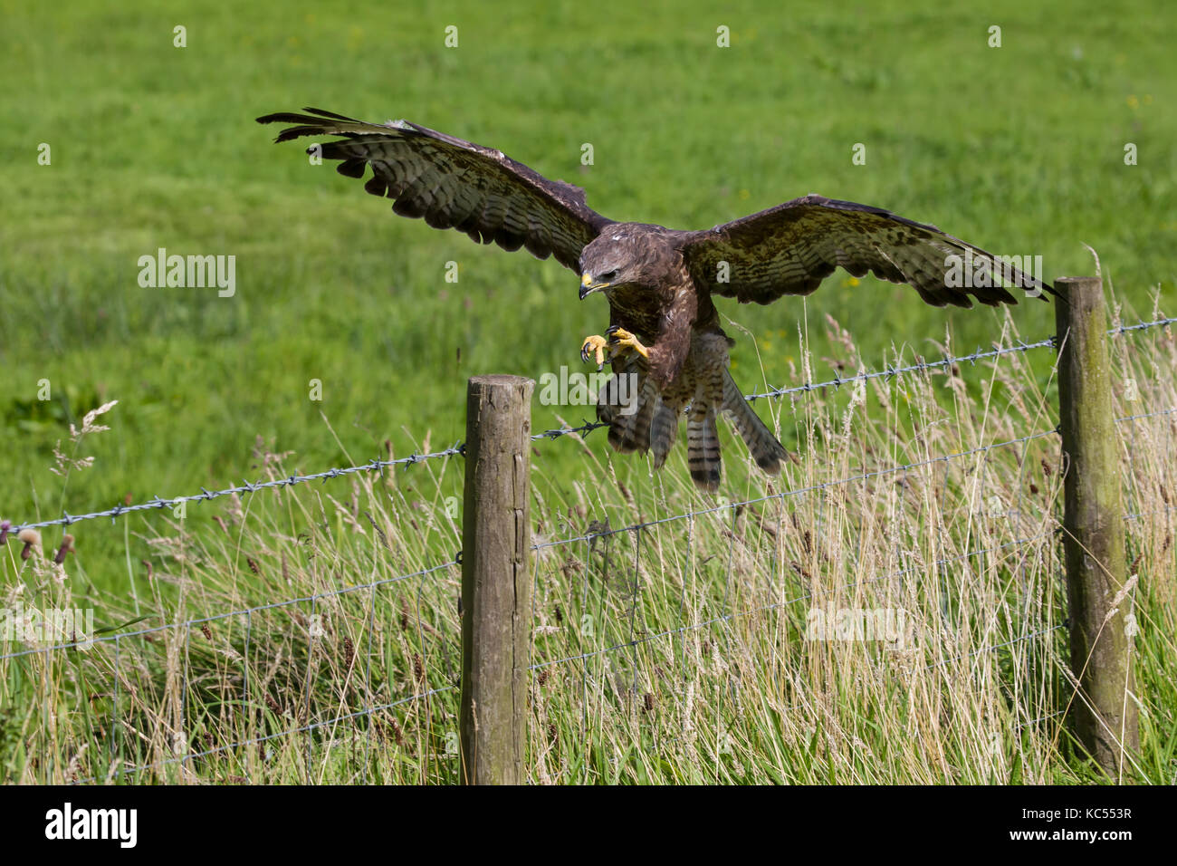 Buzzard with wings spread hi-res stock photography and images - Alamy