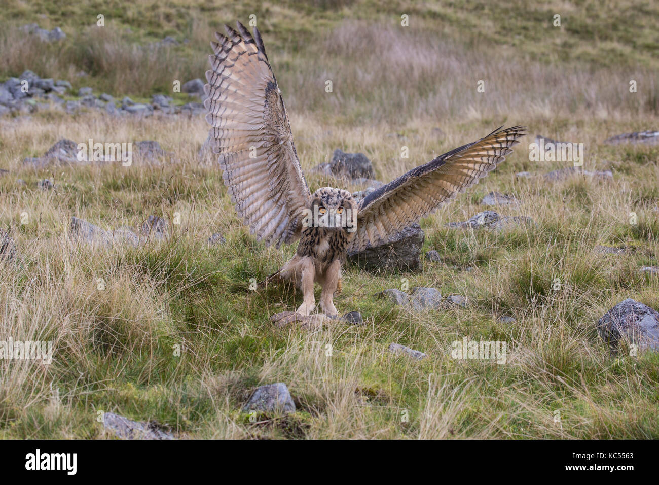Eurasian Eagle Owl juvenile bubo bubo learning to fly with outstretched ...