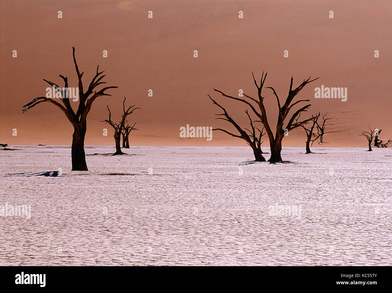 Namibia. Deadvlei desert landscape with dead trees Stock Photo - Alamy