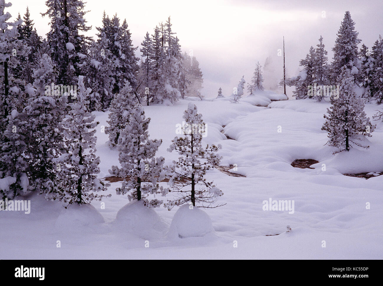 Yellowstone park wyoming united hi-res stock photography and images - Alamy