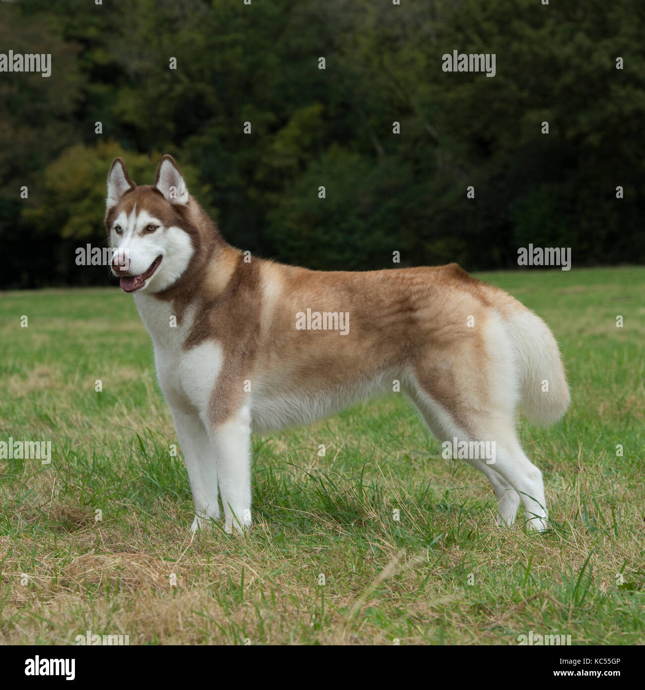 Husky Profile High Resolution Stock Photography and Images - Alamy