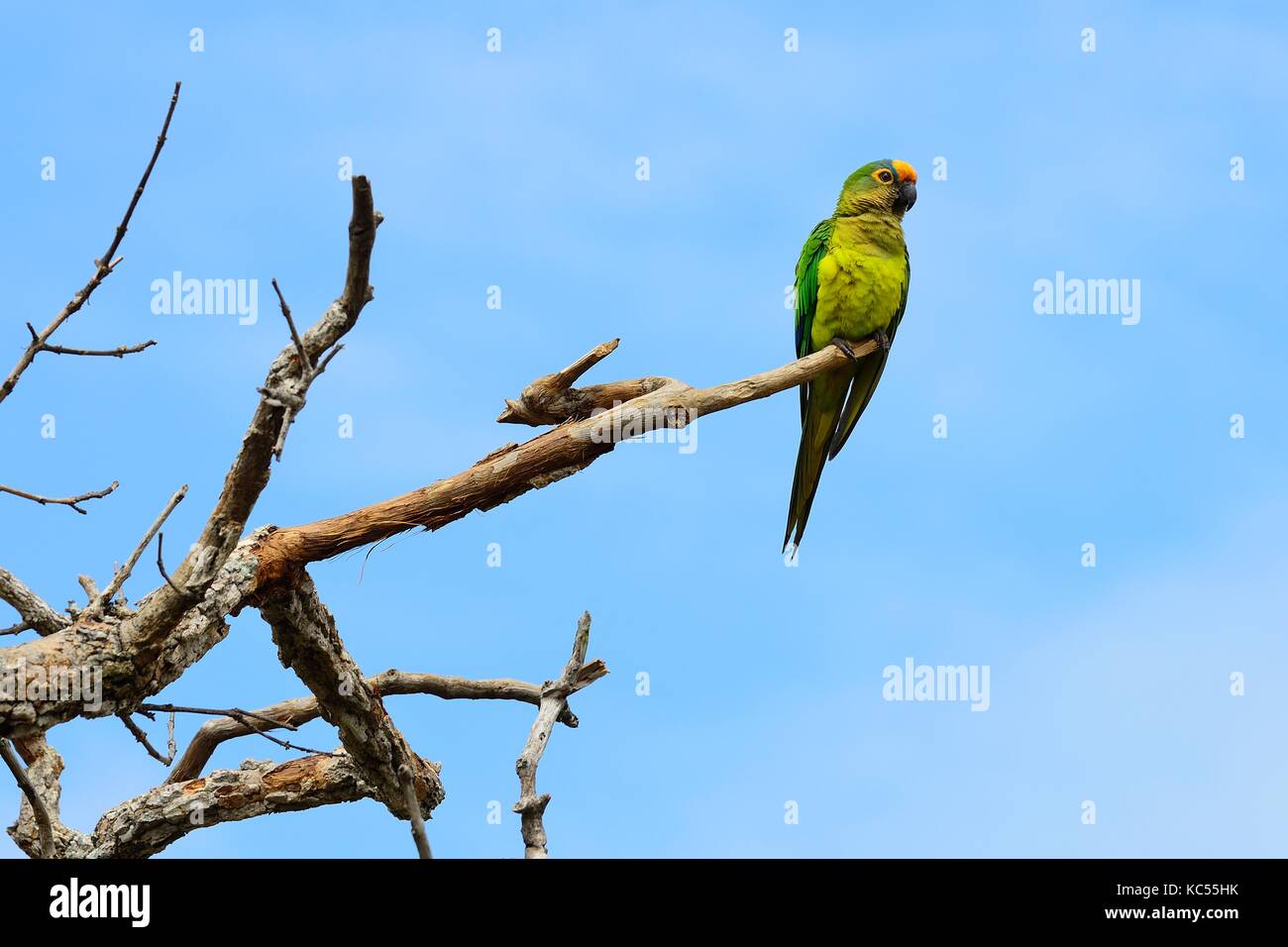 Peach-fronted conure (Aratinga aurea) sits on a dry tree, Buraco das ...
