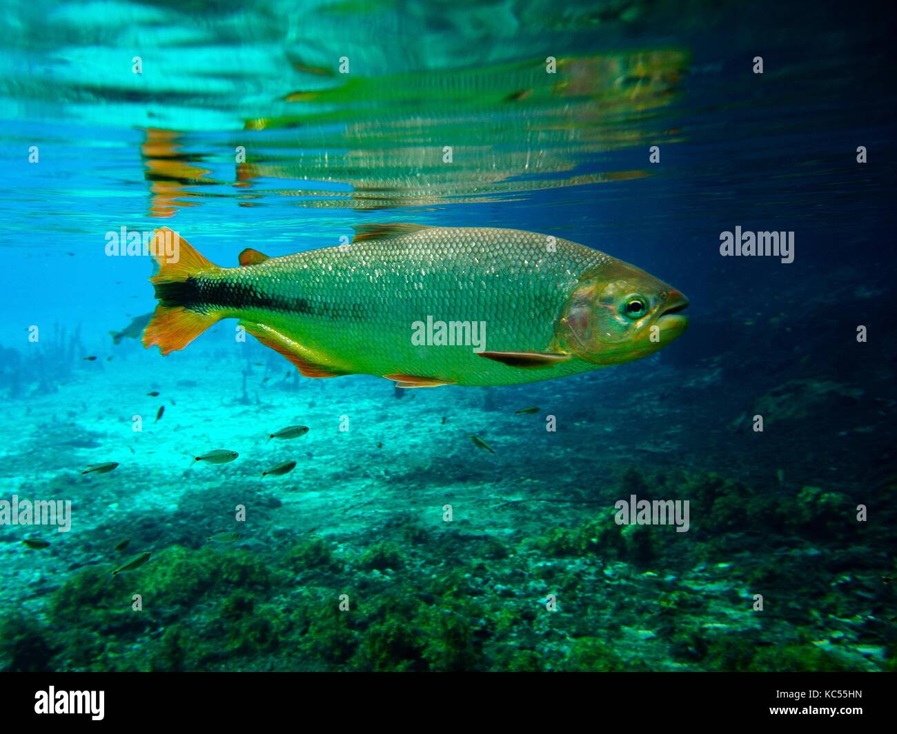 Piraputanga hi-res stock photography and images - Alamy