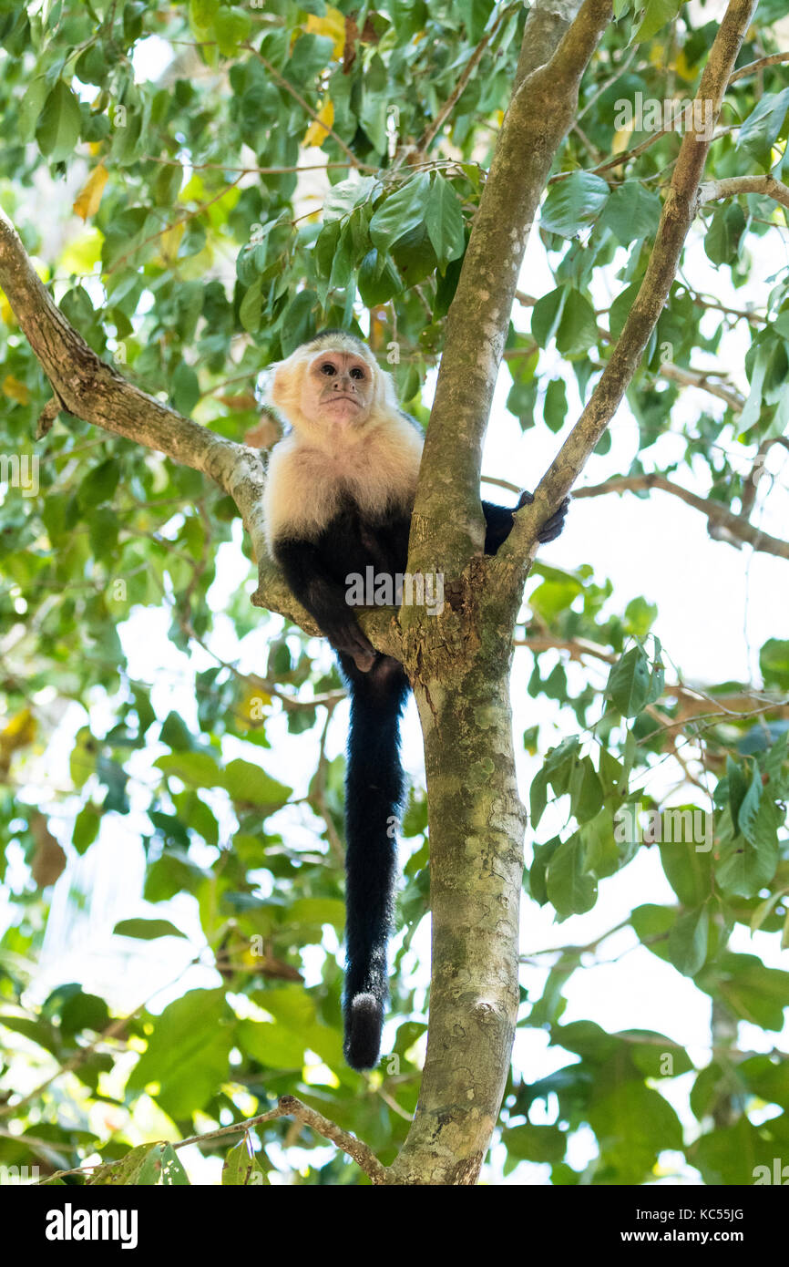 White-headed Capuchin (Cebus capucinus) in the tree, National Park ...