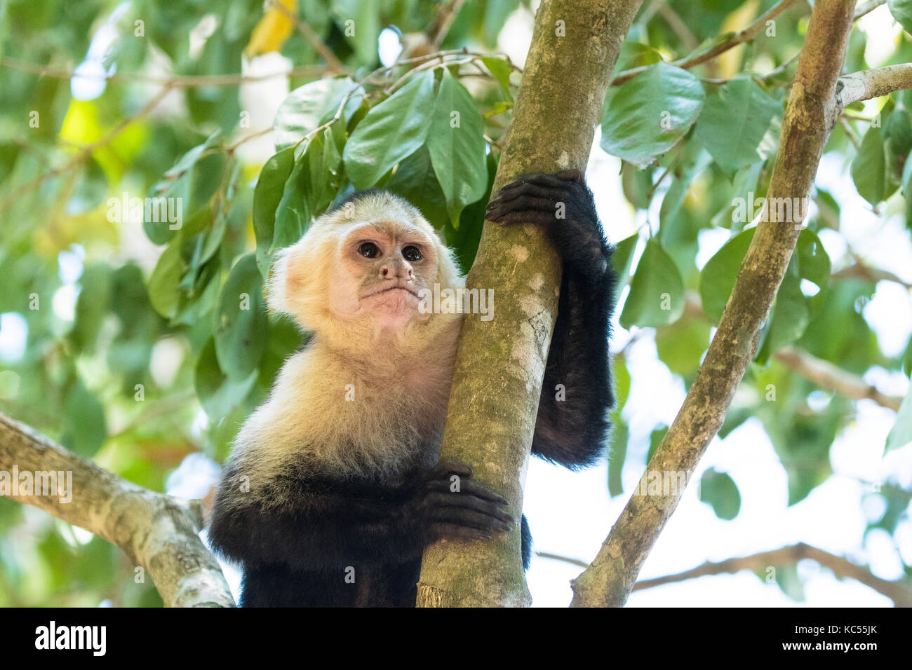 White-headed Capuchin (Cebus capucinus) in the tree, National Park ...