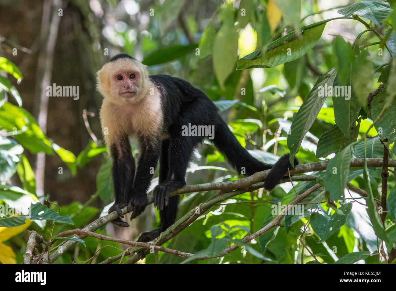 White-headed Capuchin (Cebus capucinus) in the tree, National Park ...