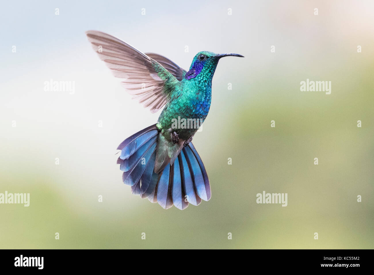 Melanistic Hummingbird