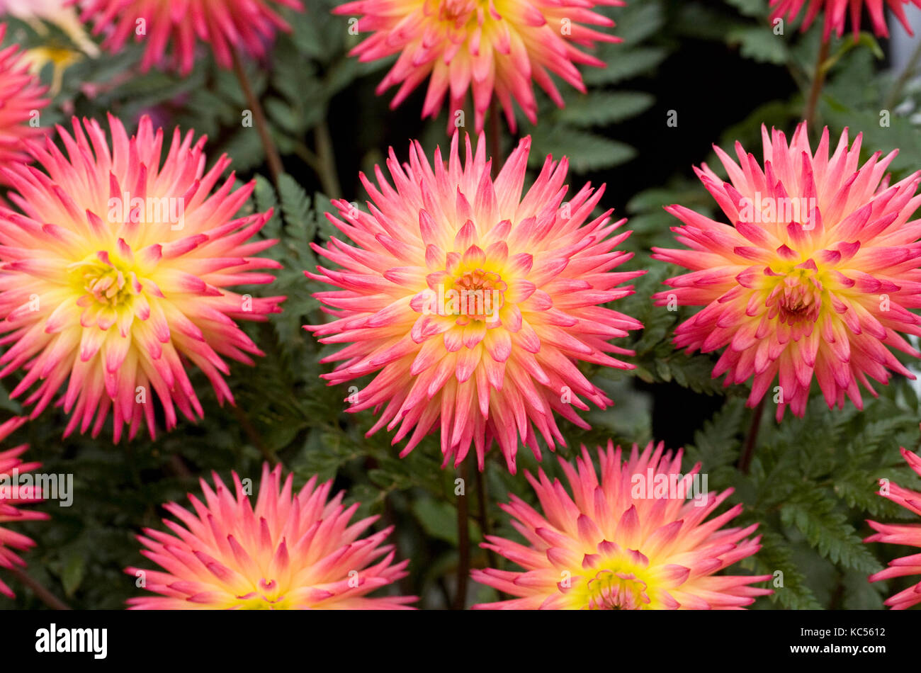 Stardust color hi-res stock photography and images - Alamy