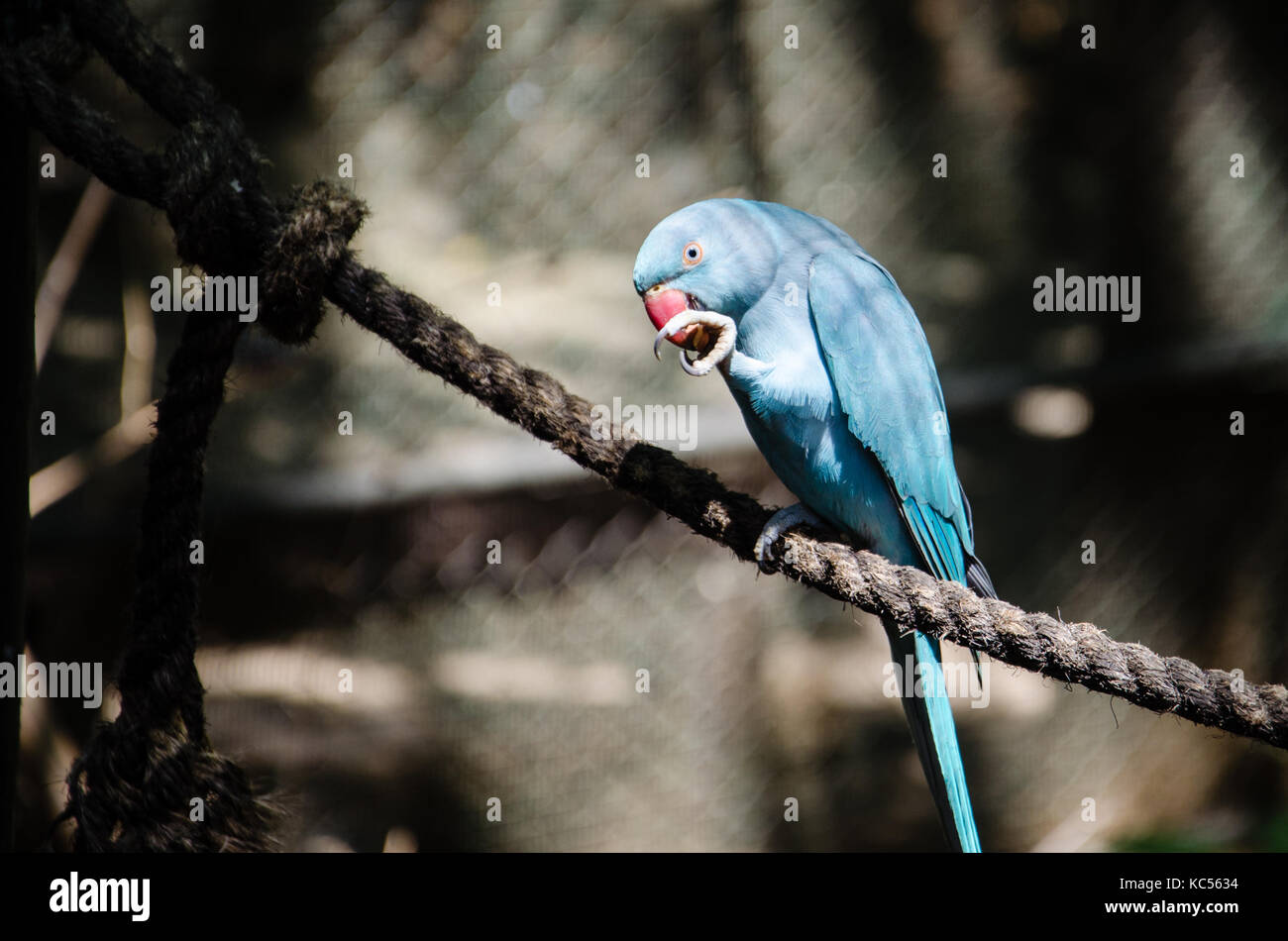 Budgie water hi-res stock photography and images - Alamy