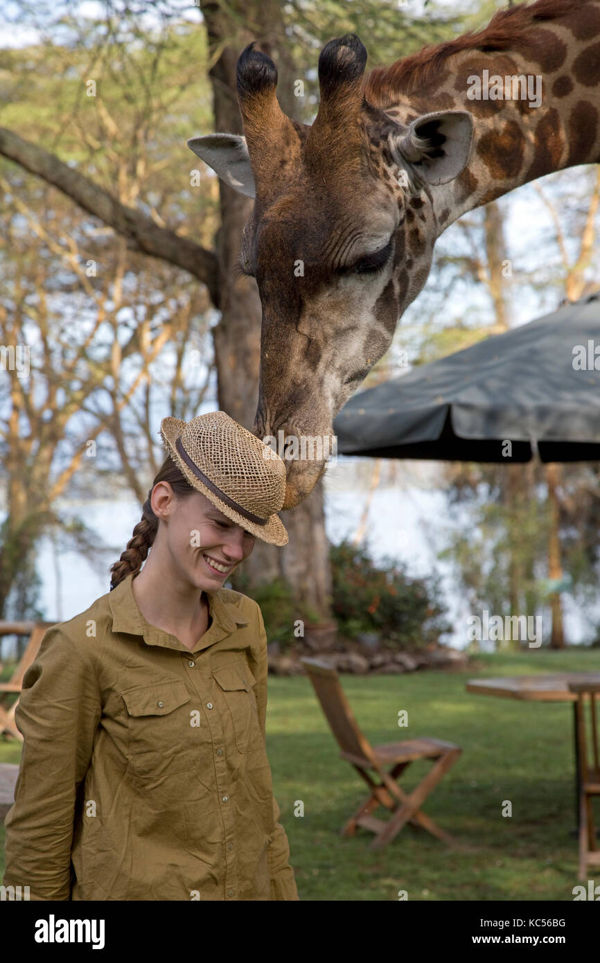 Eric a tame wild person-friendly giraffe investigates straw hat worn by ...
