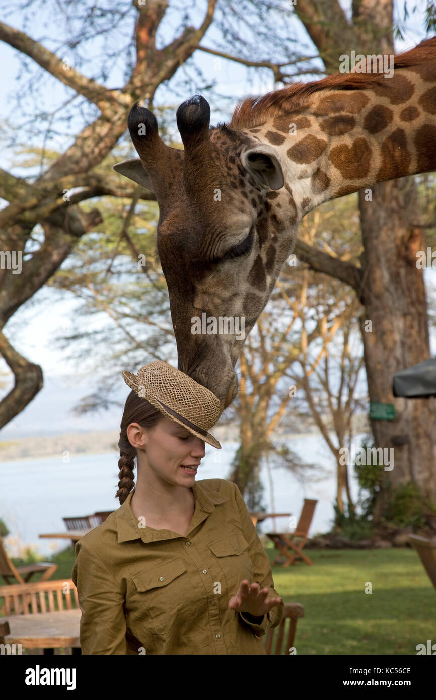 Eric a tame wild person-friendly giraffe investigates straw hat worn by ...
