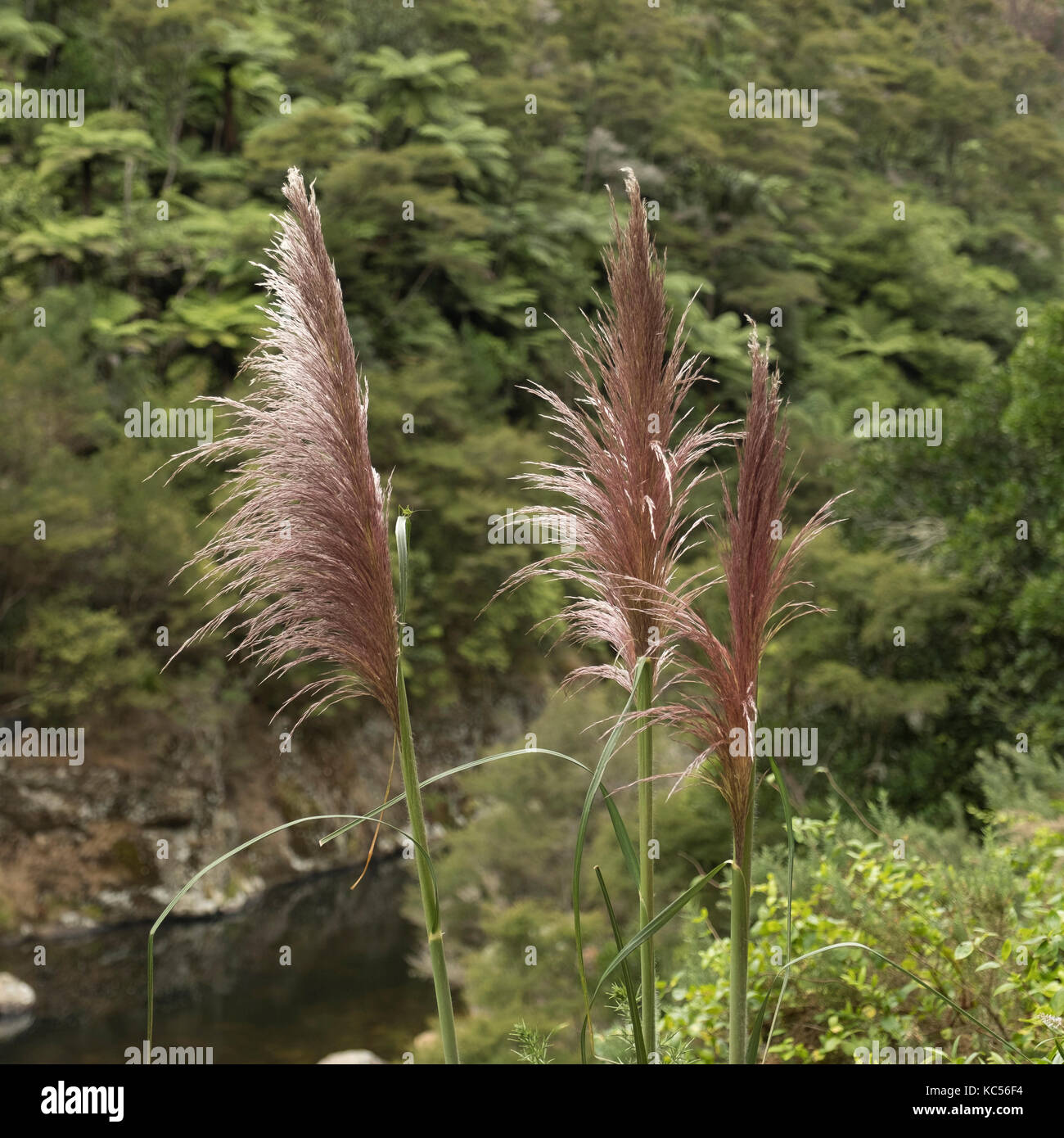 Wils grass hi-res stock photography and images - Alamy