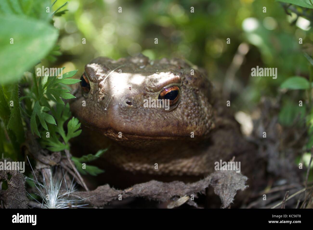Toad in a garden looking for shelter on a summer hot day (Evia, Greece ...