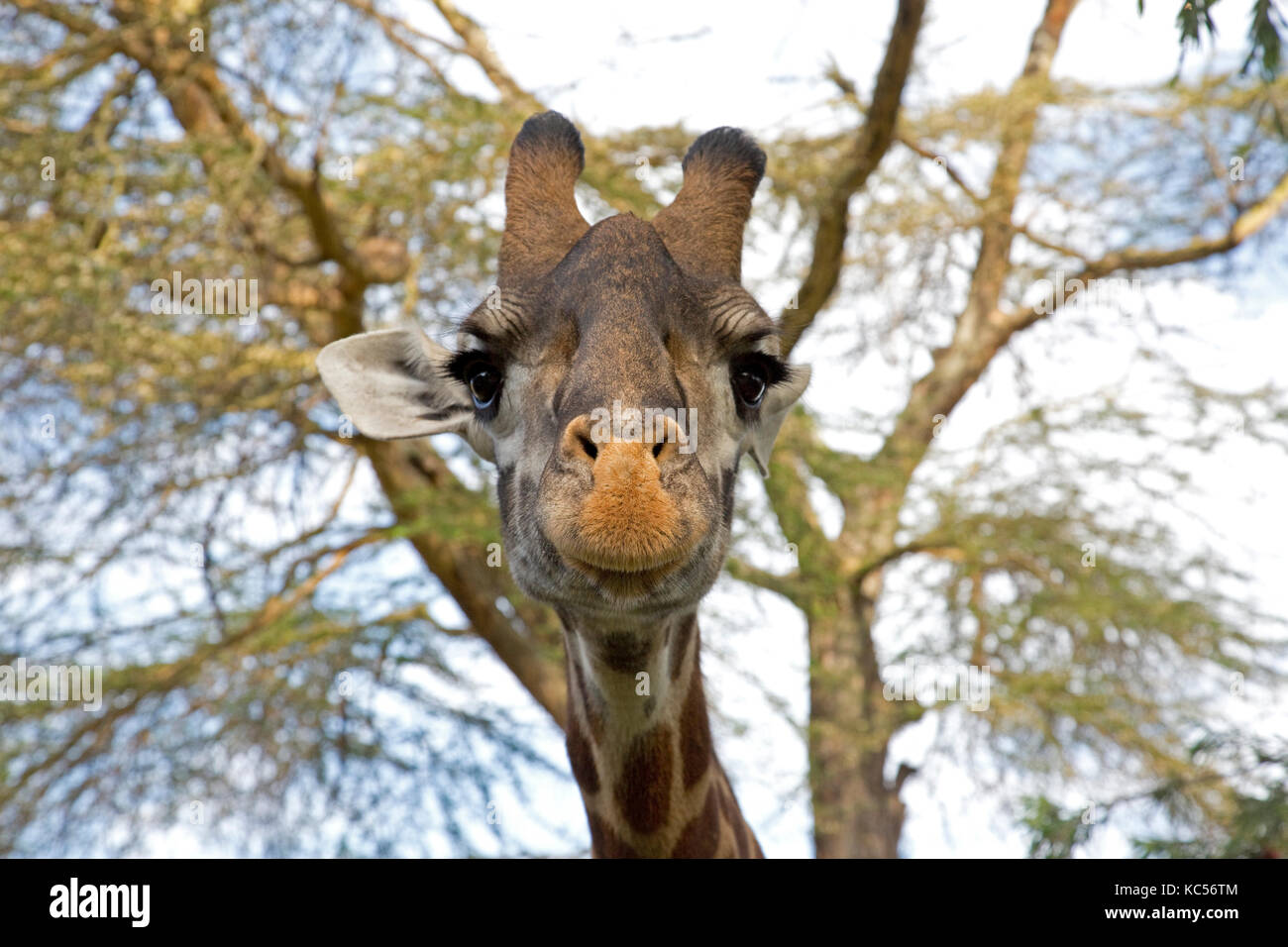 Head of Eric a person-friendly giraffe at Elsamere Naivasha Kenya Stock ...