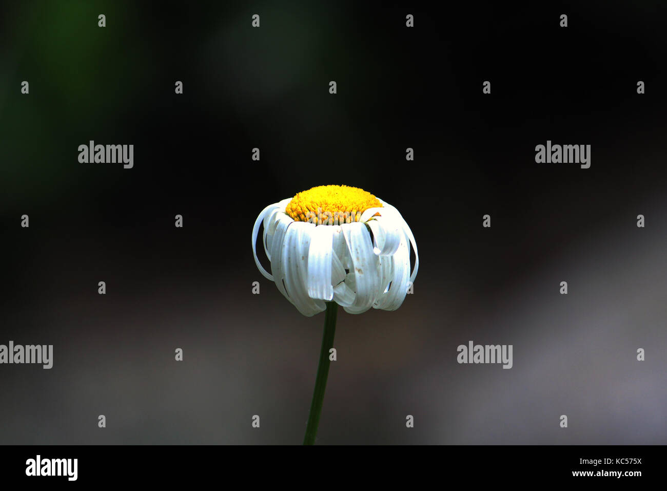 Wilting daisy on a cold day Stock Photo - Alamy