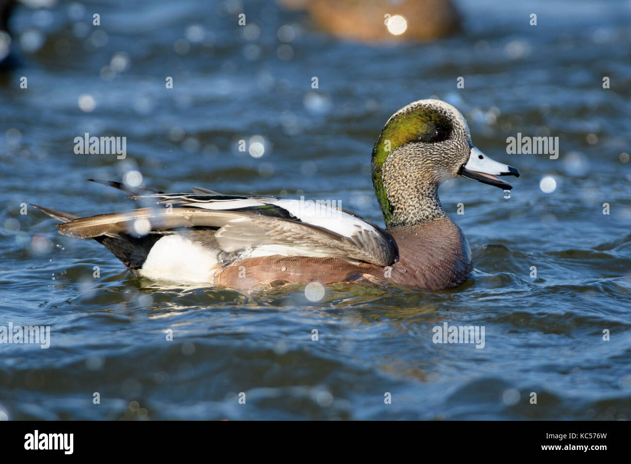 Widgeon duck hi-res stock photography and images - Alamy