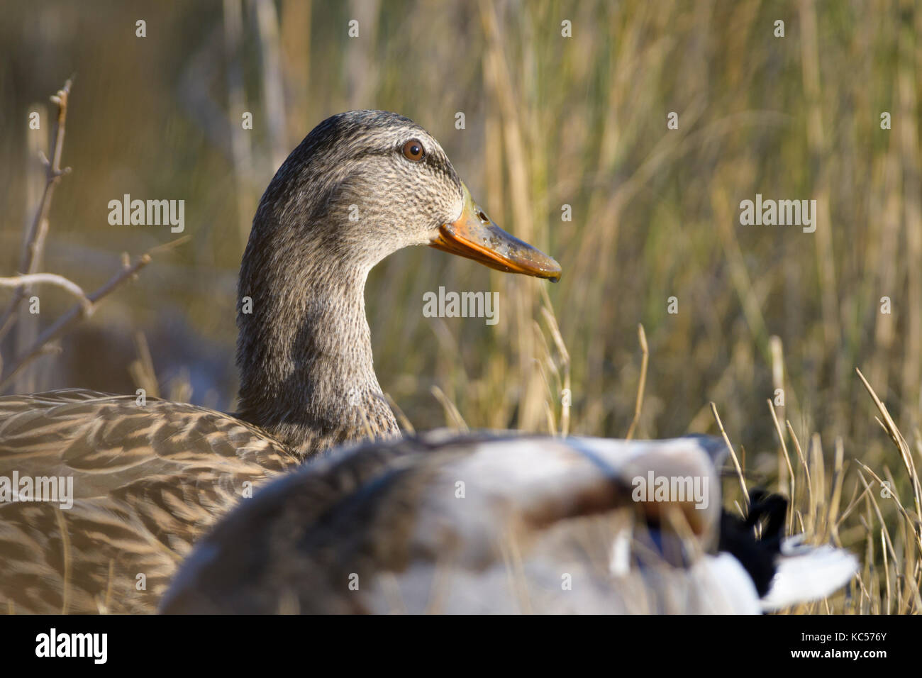 Mallard duck (Anas platyrhynchos), Cambridge, Maryland Stock Photo - Alamy