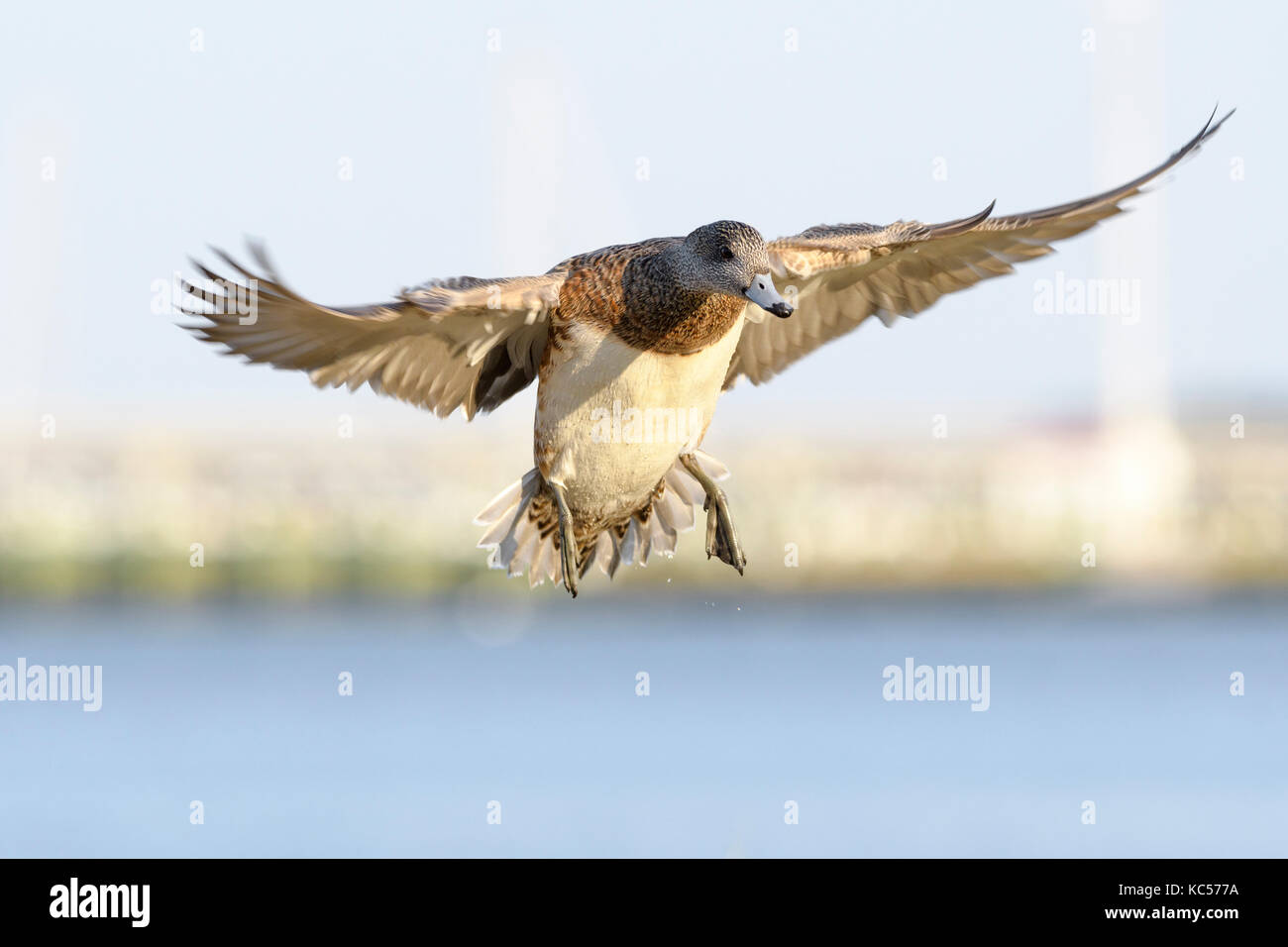 American widgeon ducks hi-res stock photography and images - Alamy