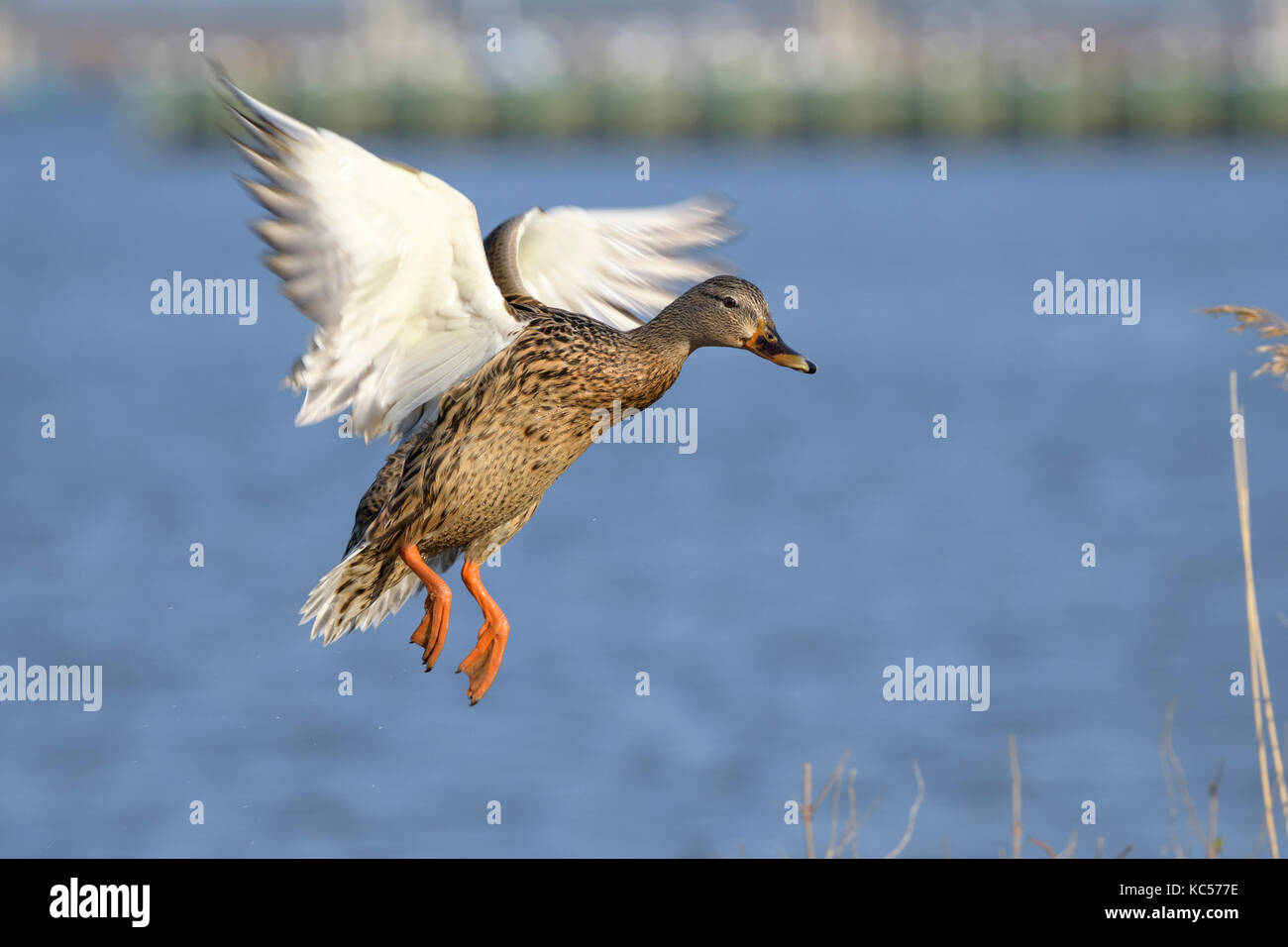 Mallard duck (Anas platyrhynchos), Cambridge, Maryland Stock Photo - Alamy