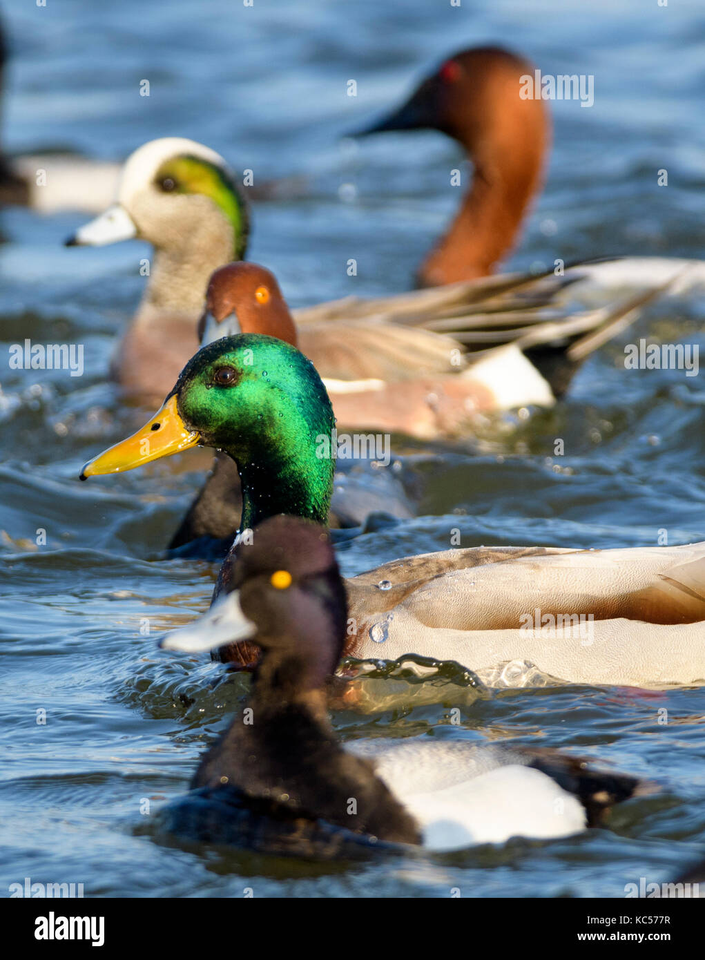 Five speciess of ducks shows diversity in nature. Pictured from front ...