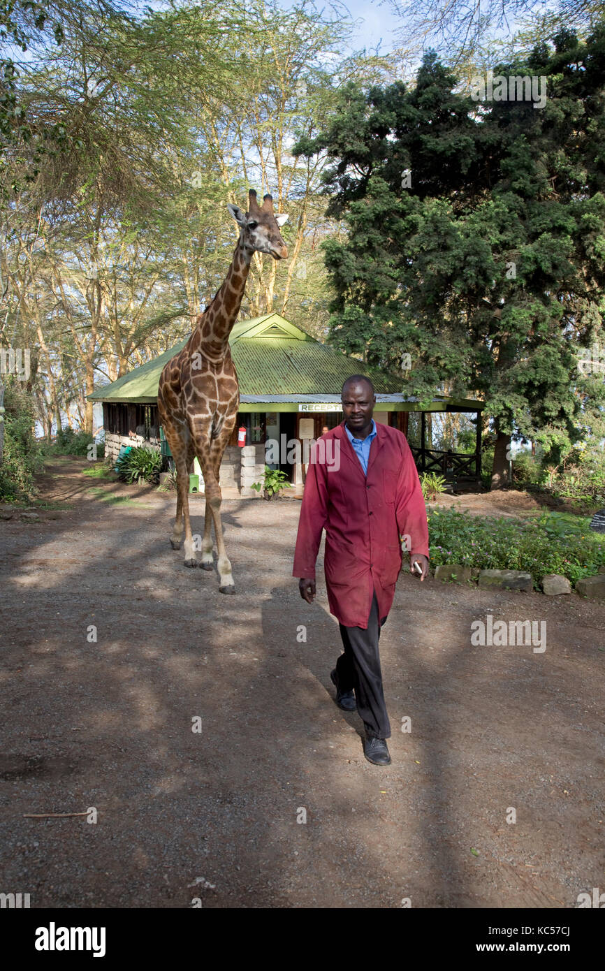 Eric a person-friendly giraffe at Elsamere Naivahsa Kenya Stock Photo ...