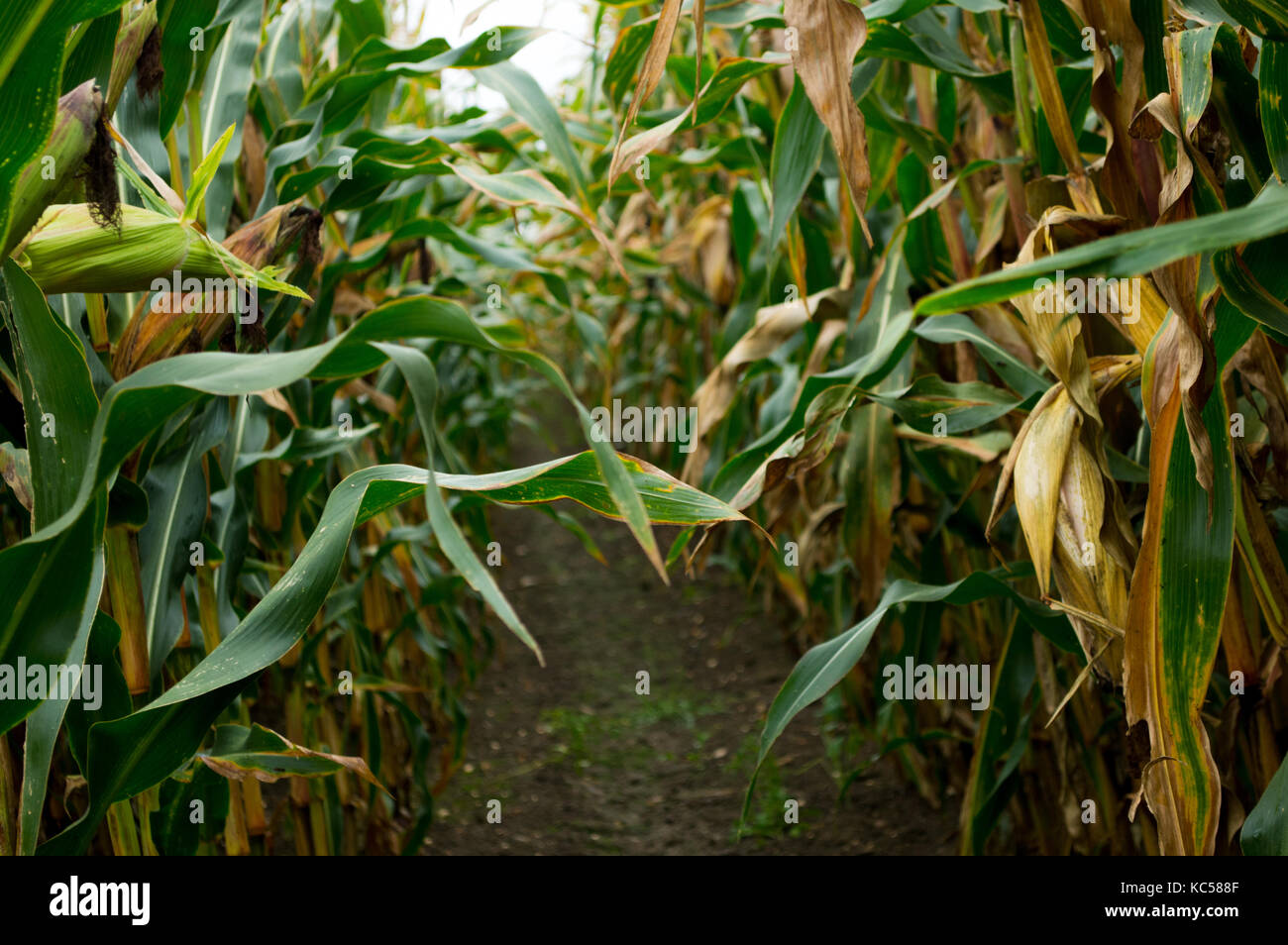 Public footpath through a high sweet corn maize field ready for harvest ...