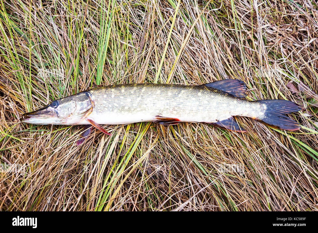 European pike on the autumn grass Stock Photo - Alamy