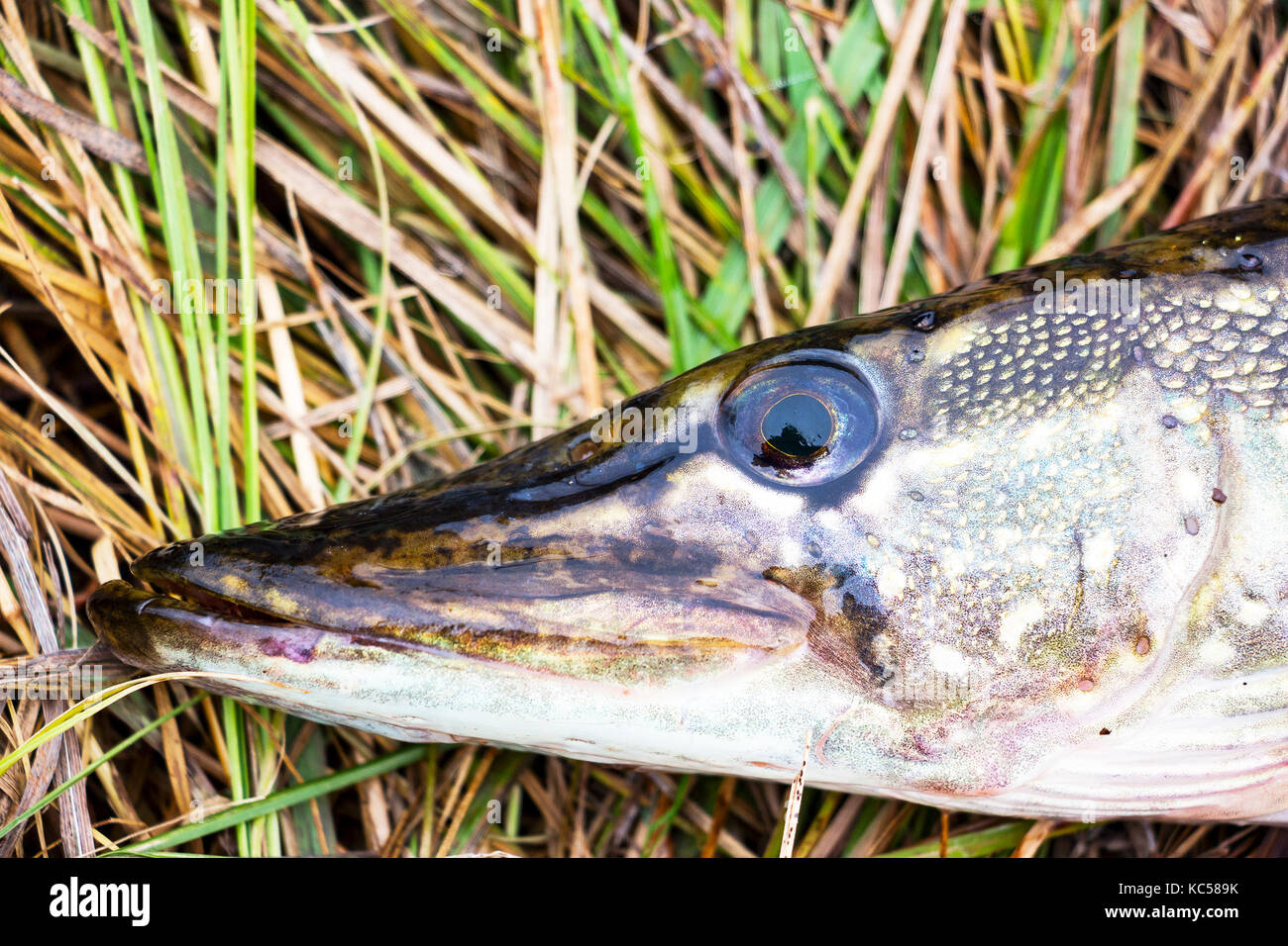 Head of the pike Stock Photo - Alamy