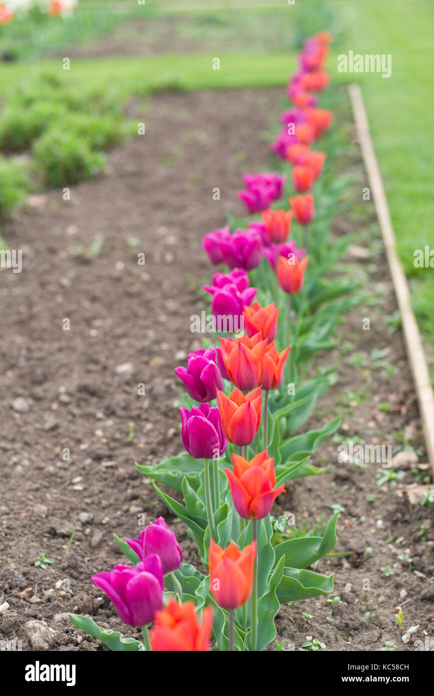 Rows of tulips in a seed bed Stock Photo - Alamy