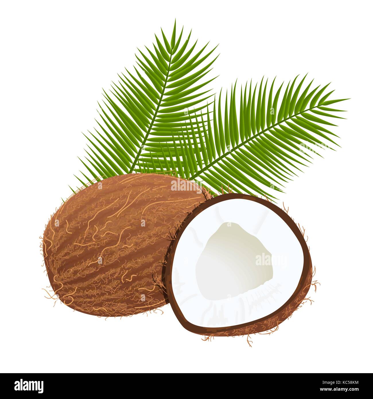 Cracked coconut milk on Stock Vector Images - Alamy