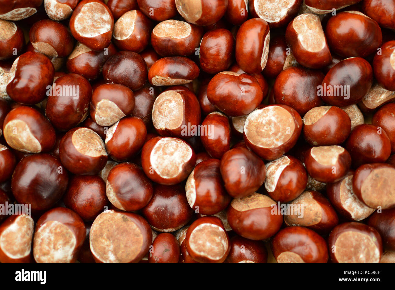 Full frame close up of a collection of conkers (horse chestnut Stock ...