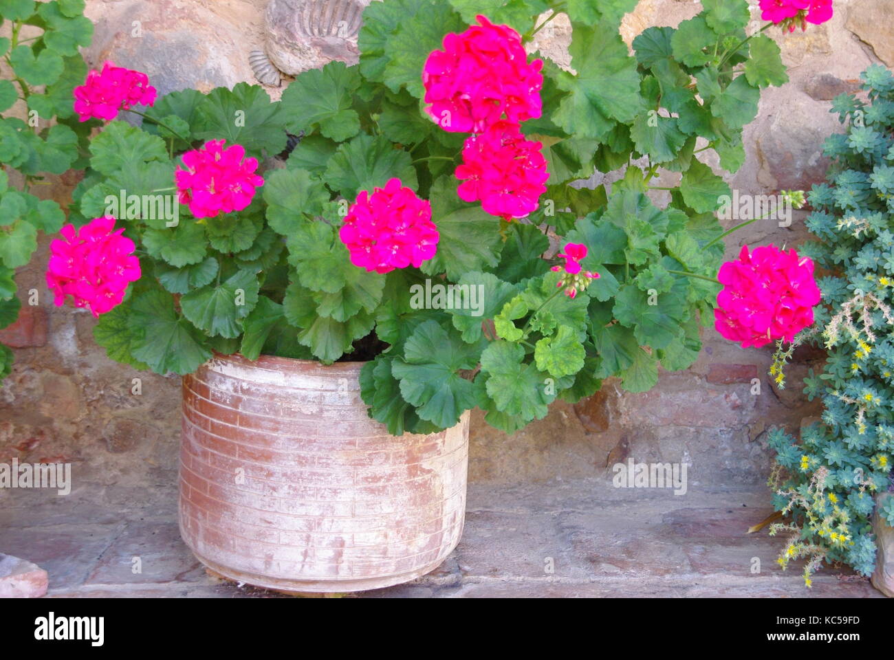 Geraniums in pots hi-res stock photography and images - Alamy