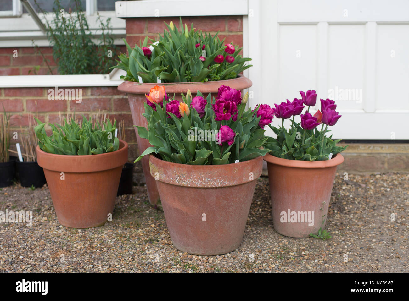 Tulips by front door Stock Photo - Alamy