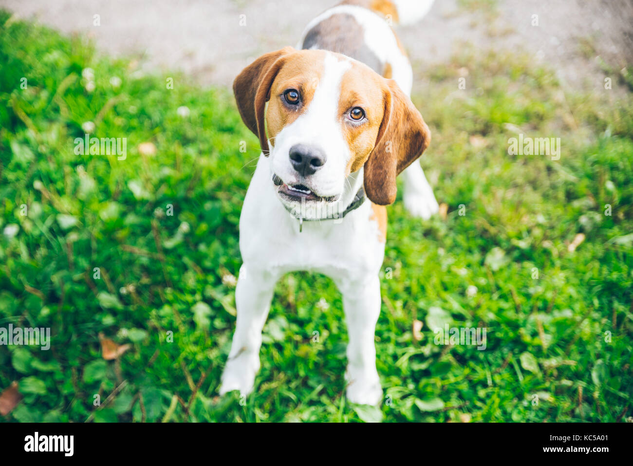 beagle dog playing outsside in green grass Stock Photo - Alamy