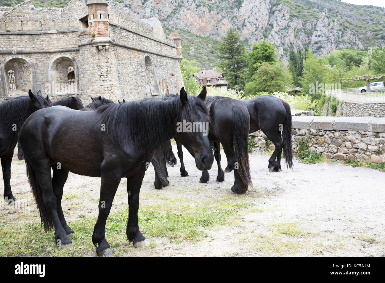 Merens horse in french pyrenees hi-res stock photography and images - Alamy