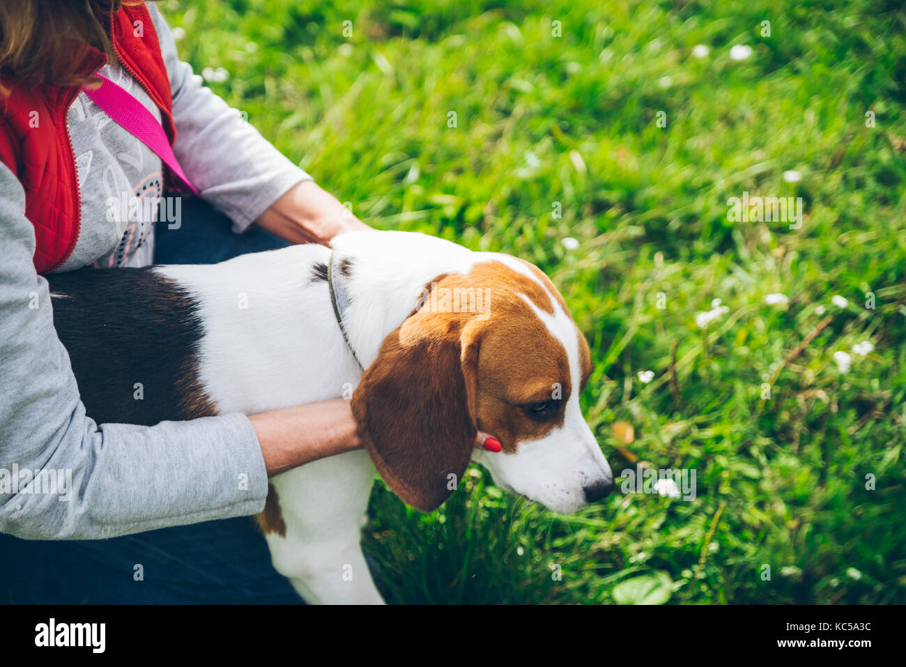 woman and beagle puppy. isolated on white background Stock Photo - Alamy