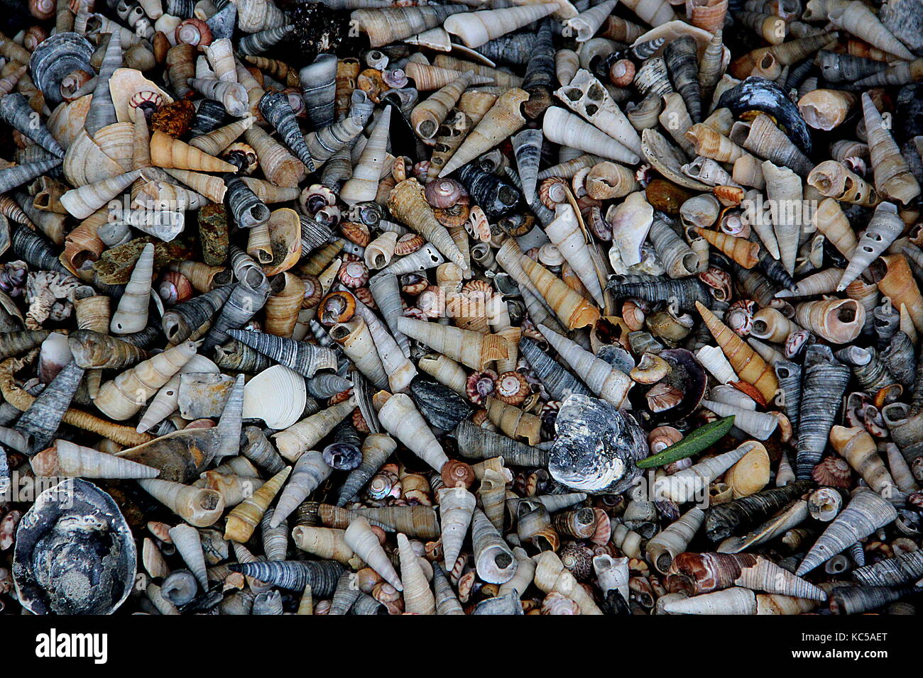 Turret shells hi-res stock photography and images - Alamy