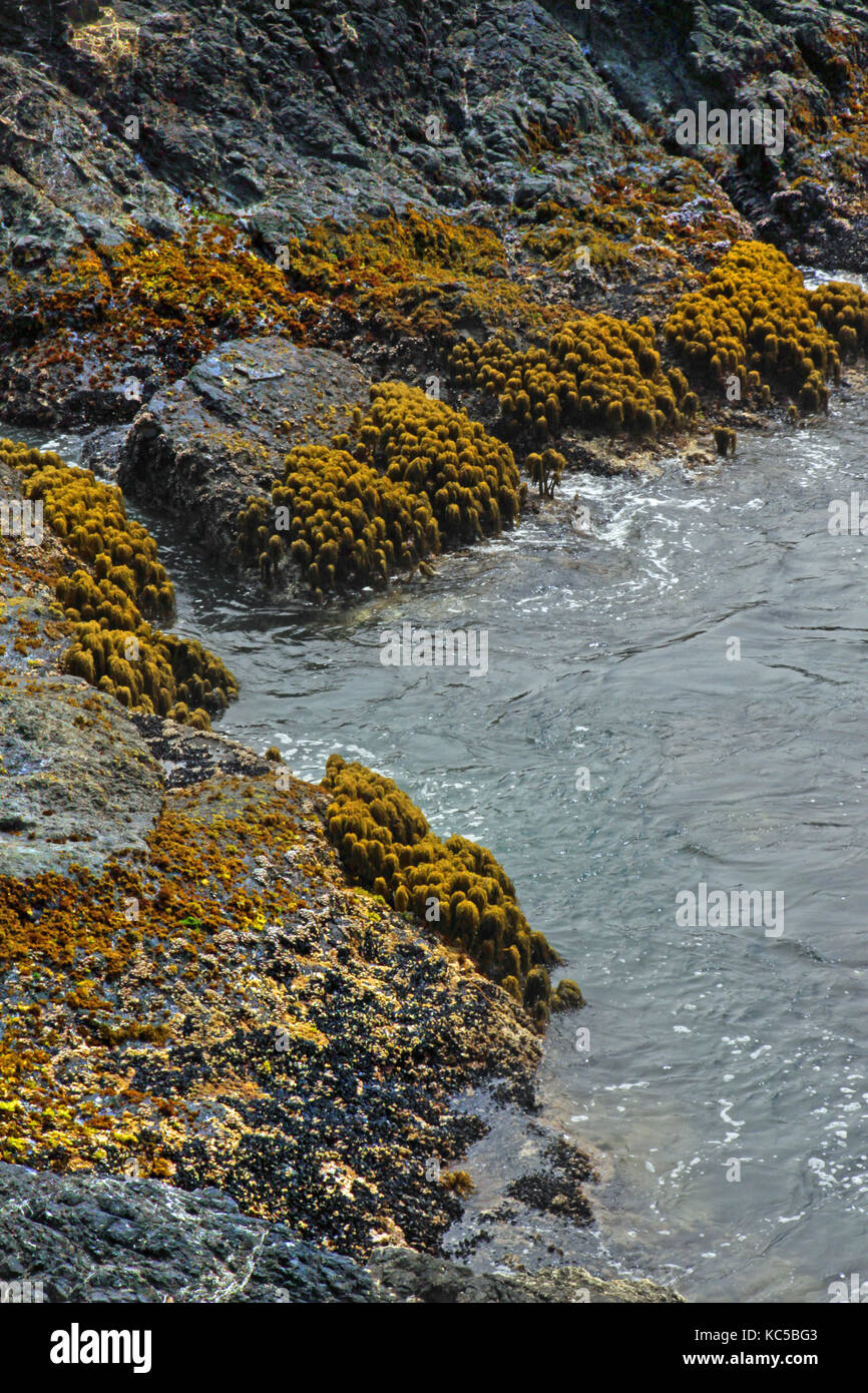 Rocks and algae hi-res stock photography and images - Alamy