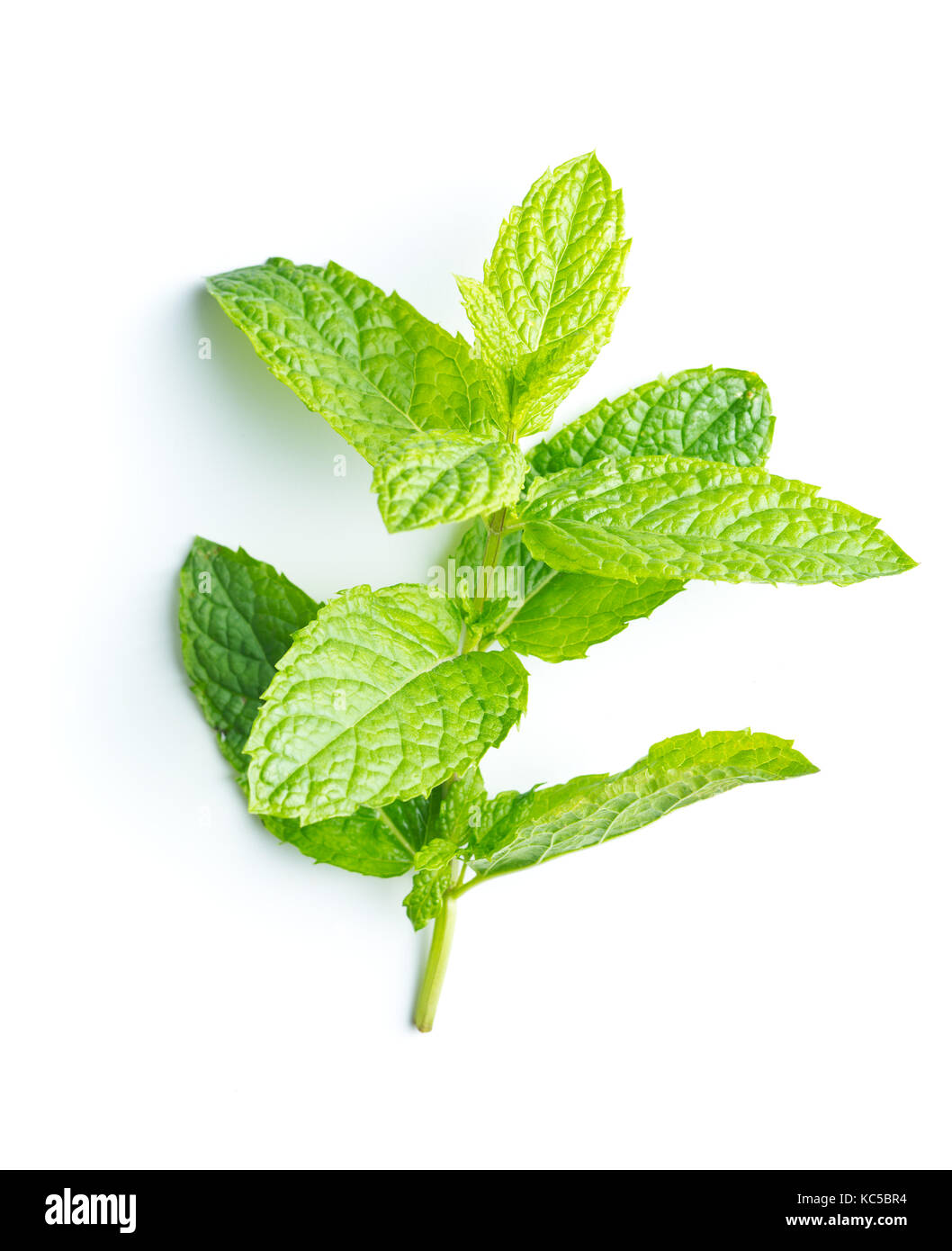 Branch mint leaves isolated on white background Stock Photo - Alamy