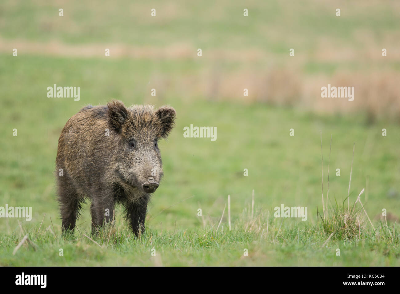 Wildlife overpopulation hi-res stock photography and images - Alamy