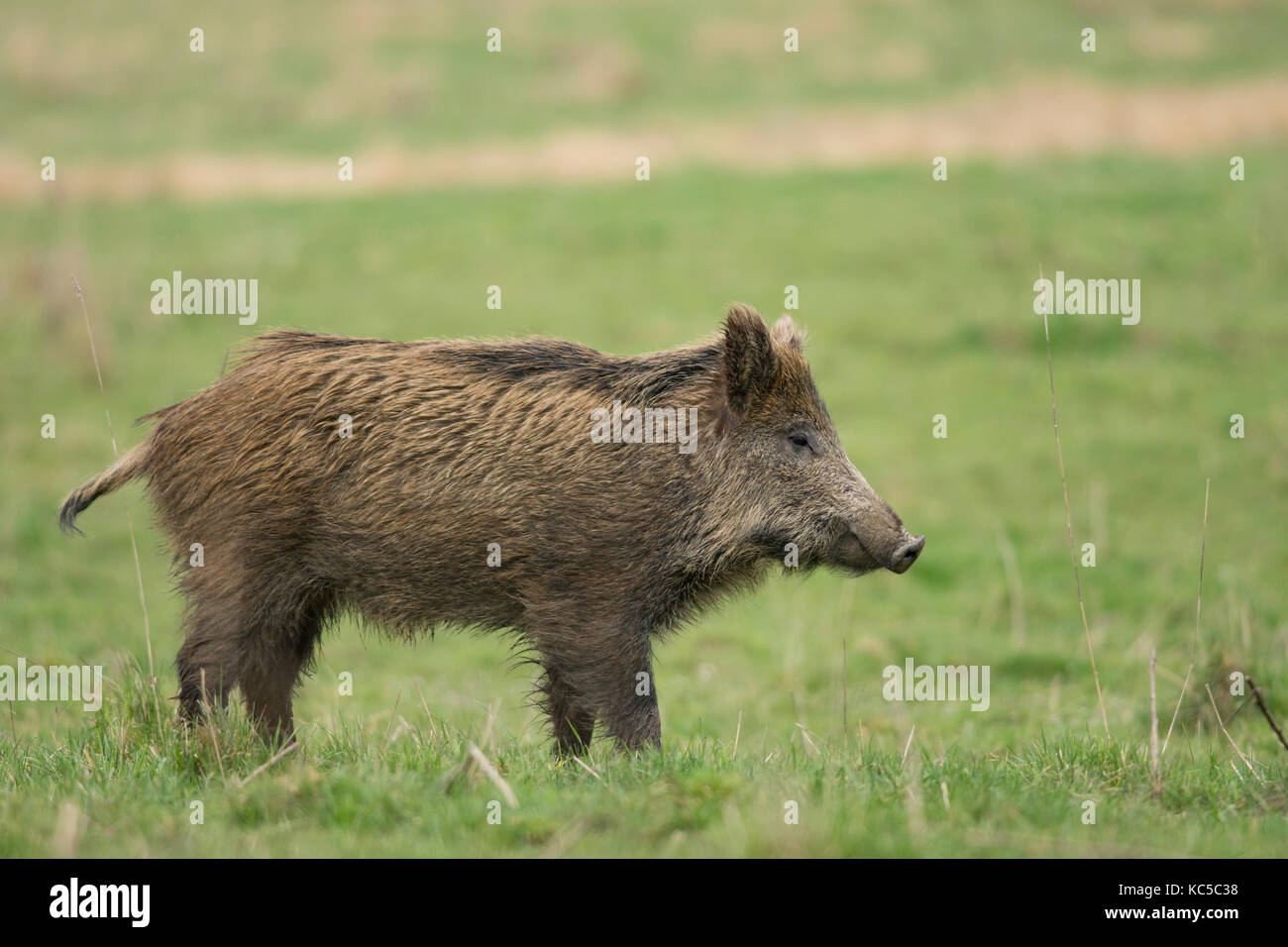 Germany boar hunt hi-res stock photography and images - Alamy